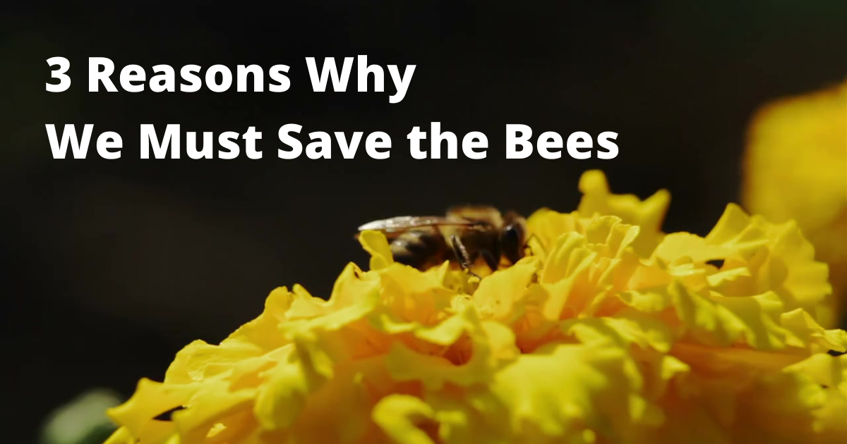 3 Reasons why we must save the bees - Greenpeace Canada