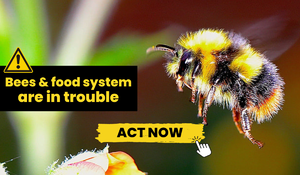 3 Reasons why we must save the bees - Greenpeace Canada