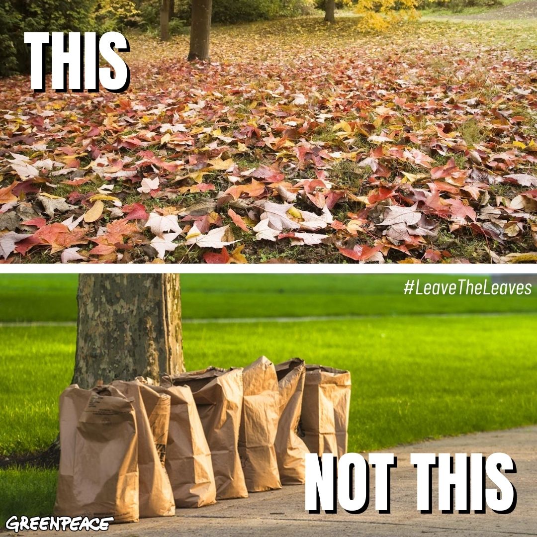 How fall yard maintenance can protect pollinators - Greenpeace Canada