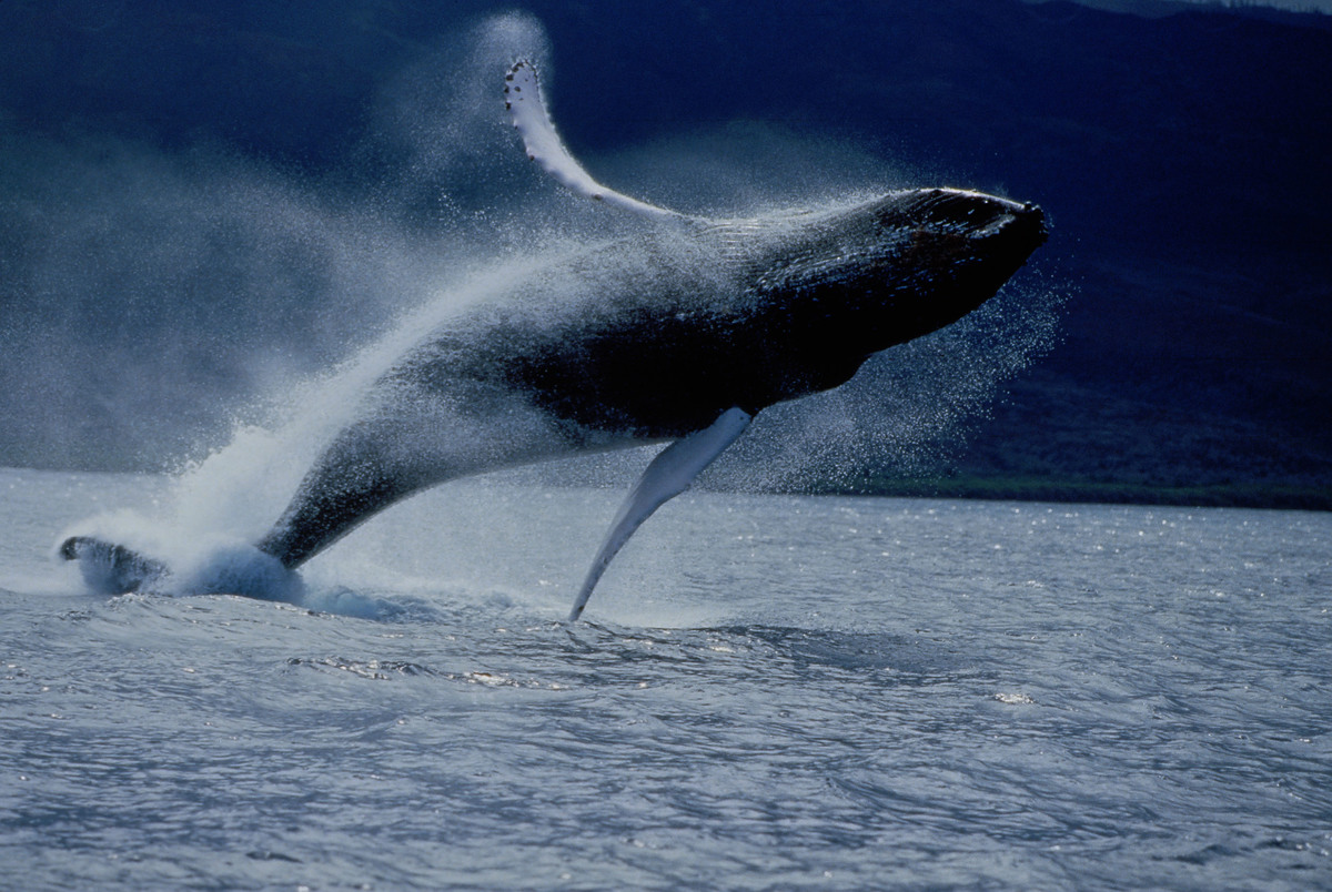 Emperor Seamounts – oases of life Canada can help protect - Greenpeace ...