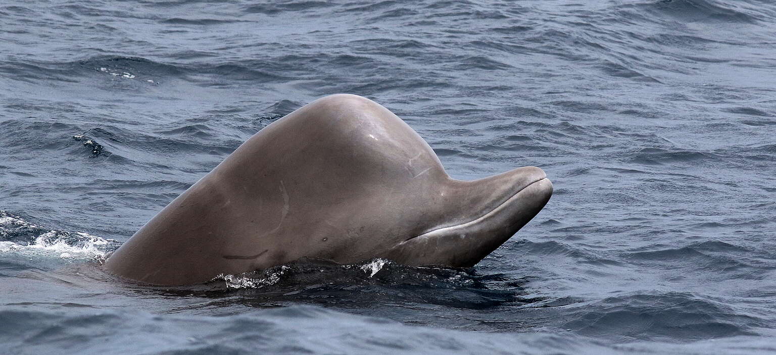 3 whales potentially at risk from deep sea mining in the Arctic ...