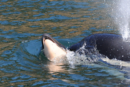El duelo de una orca que conmueve al mundo - Greenpeace Chile