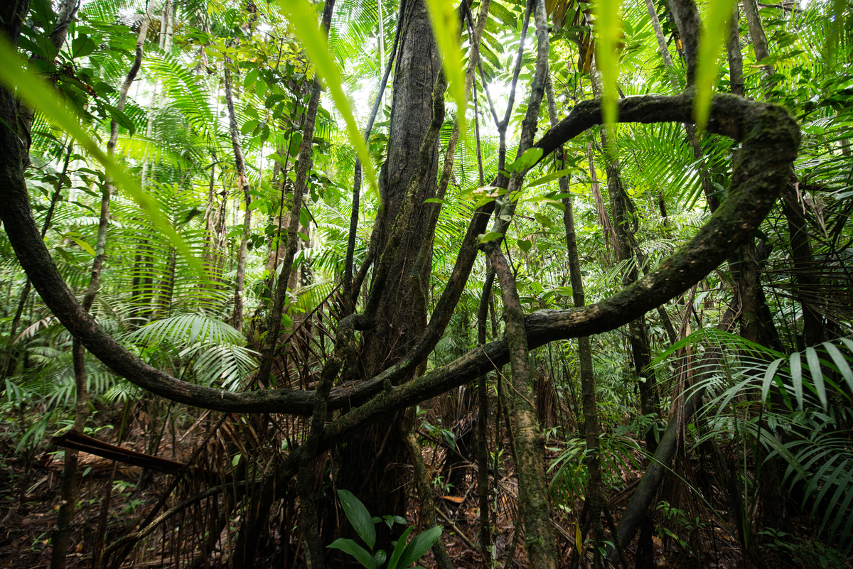 Día Mundial de la Tierra: reconectar con lo natural para sanar el ...