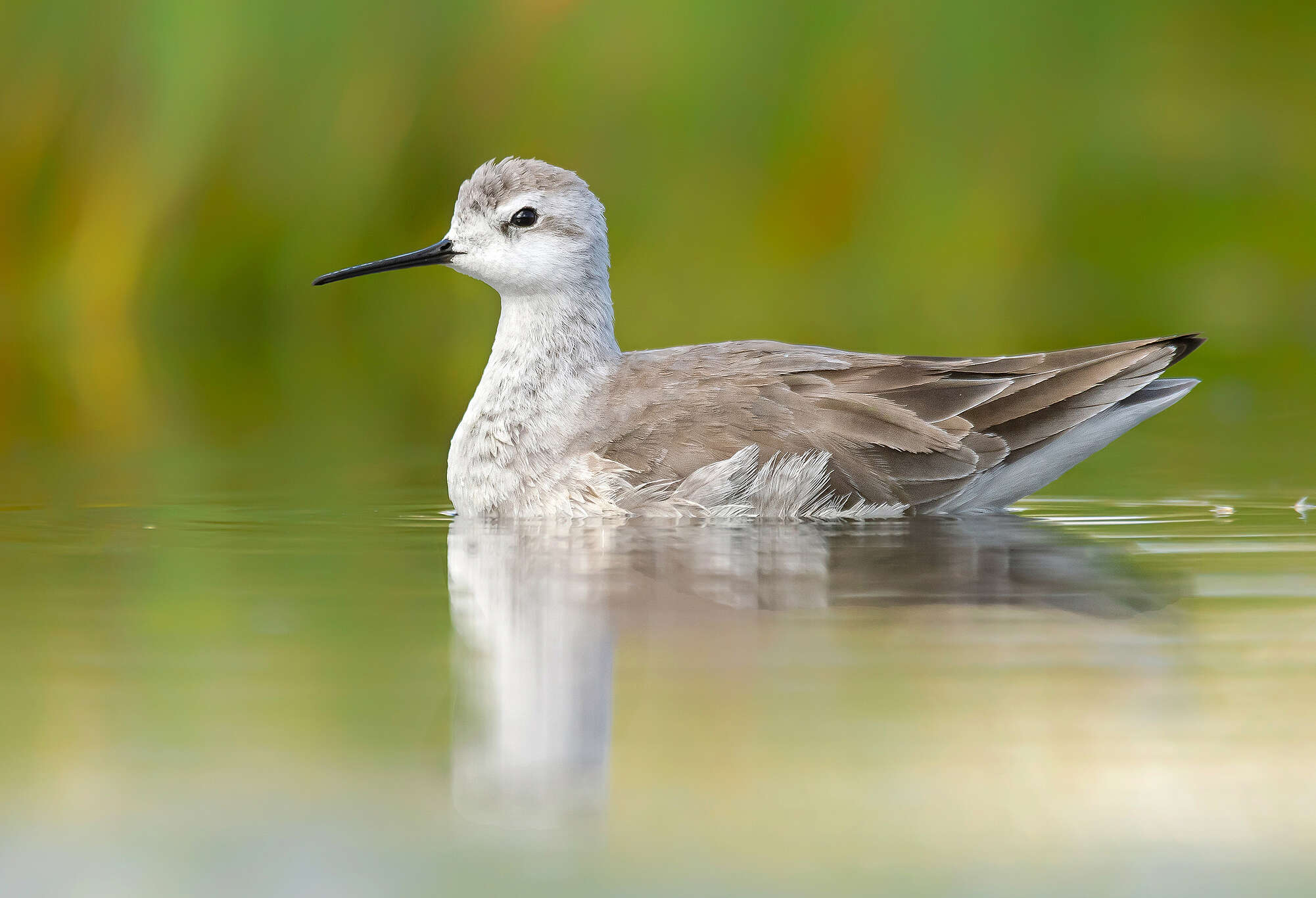Acuelo: Humedal Urbano - Greenpeace Chile