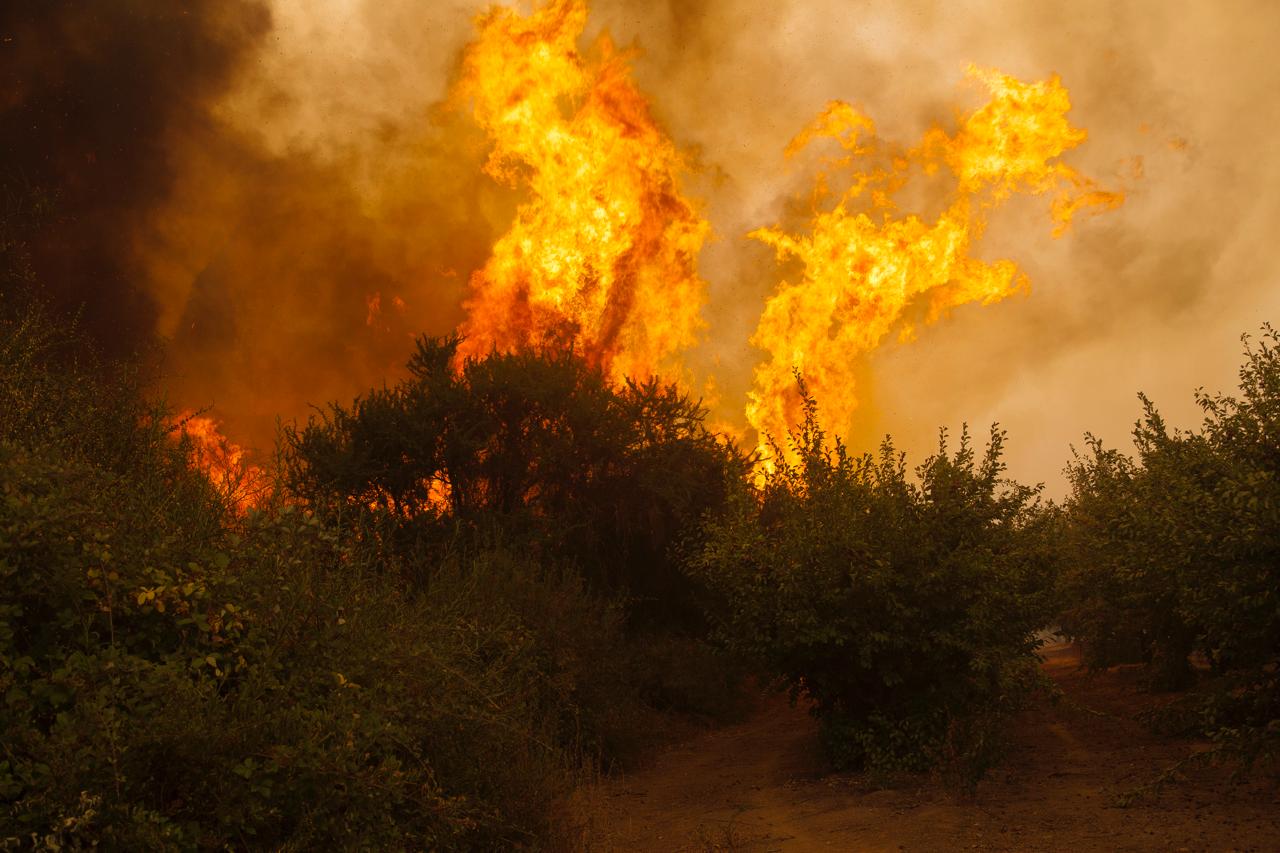 Cómo Ayudar A La Fauna Silvestre Afectada Por Los Incendios Forestales