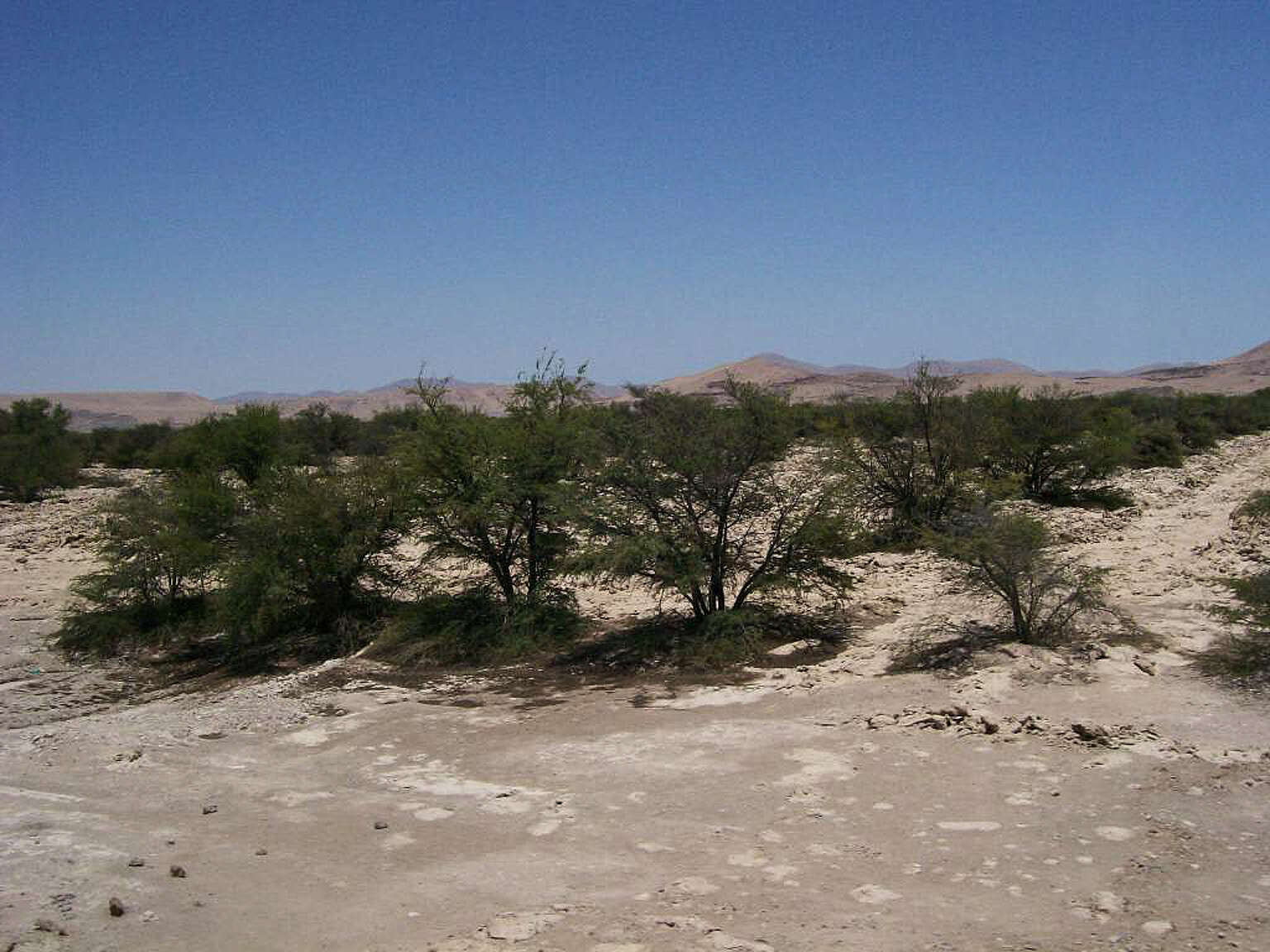 El cuidado al bosque nativo chileno - Greenpeace Chile