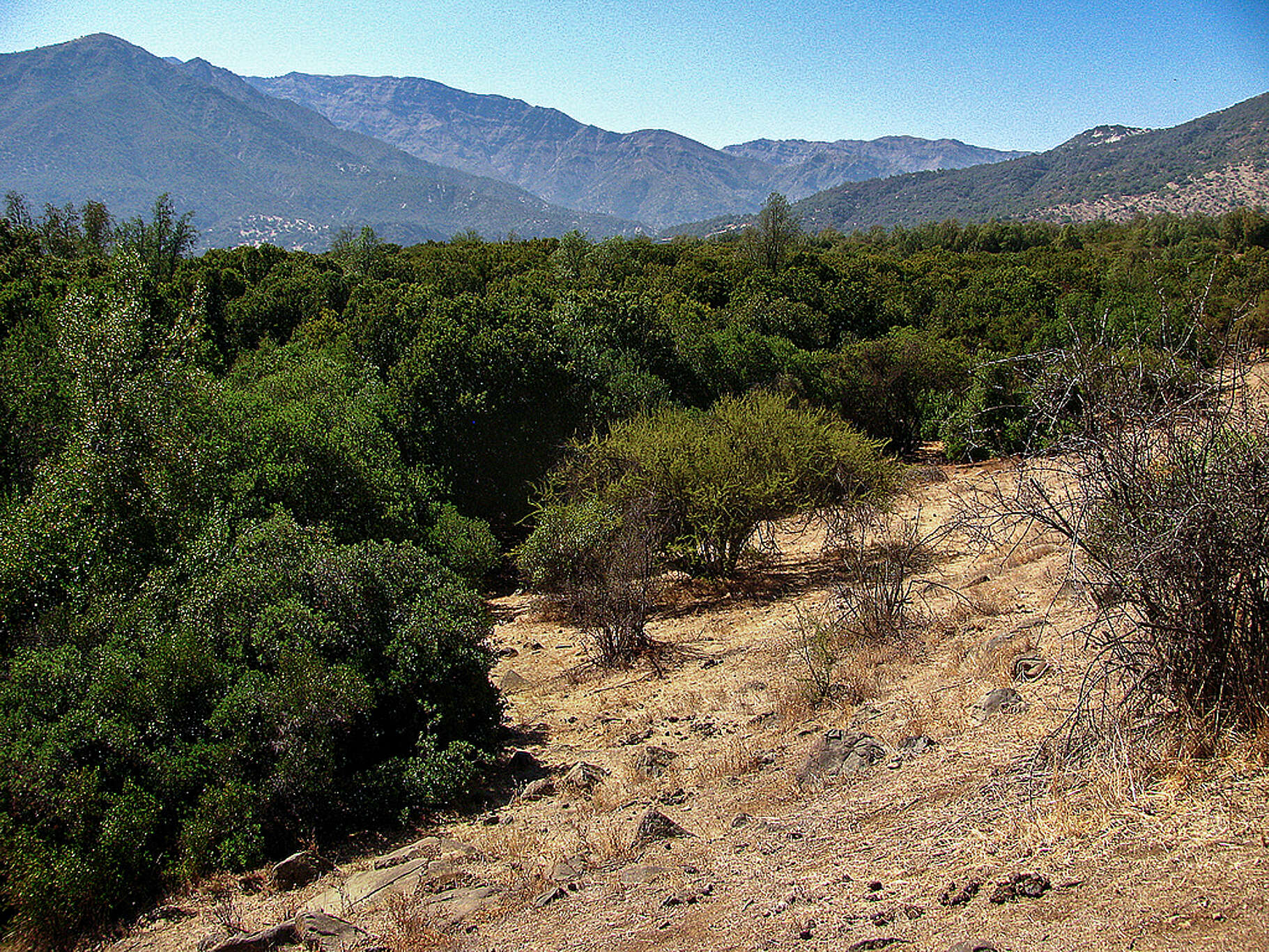 El cuidado al bosque nativo chileno - Greenpeace Chile