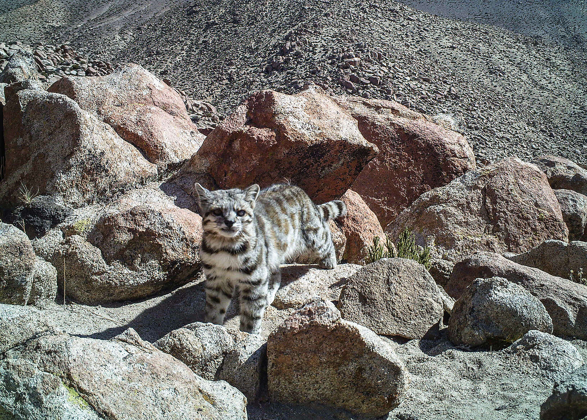 Conoce a los cinco felinos más amenazados del mundo - Greenpeace Chile