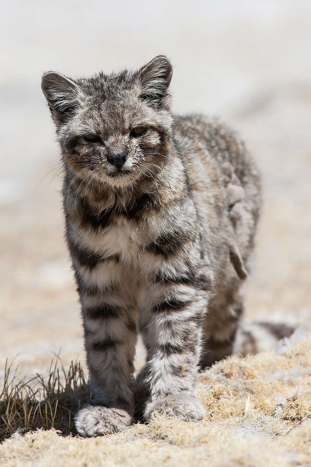 Cuatro razones por las que proteger al Gato Andino - Greenpeace Chile