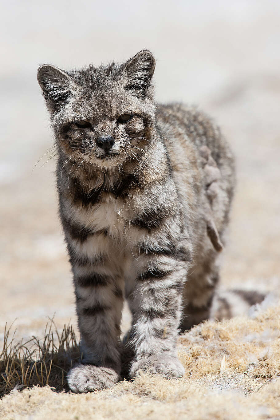 Cuatro razones por las que proteger al Gato Andino - Greenpeace Chile