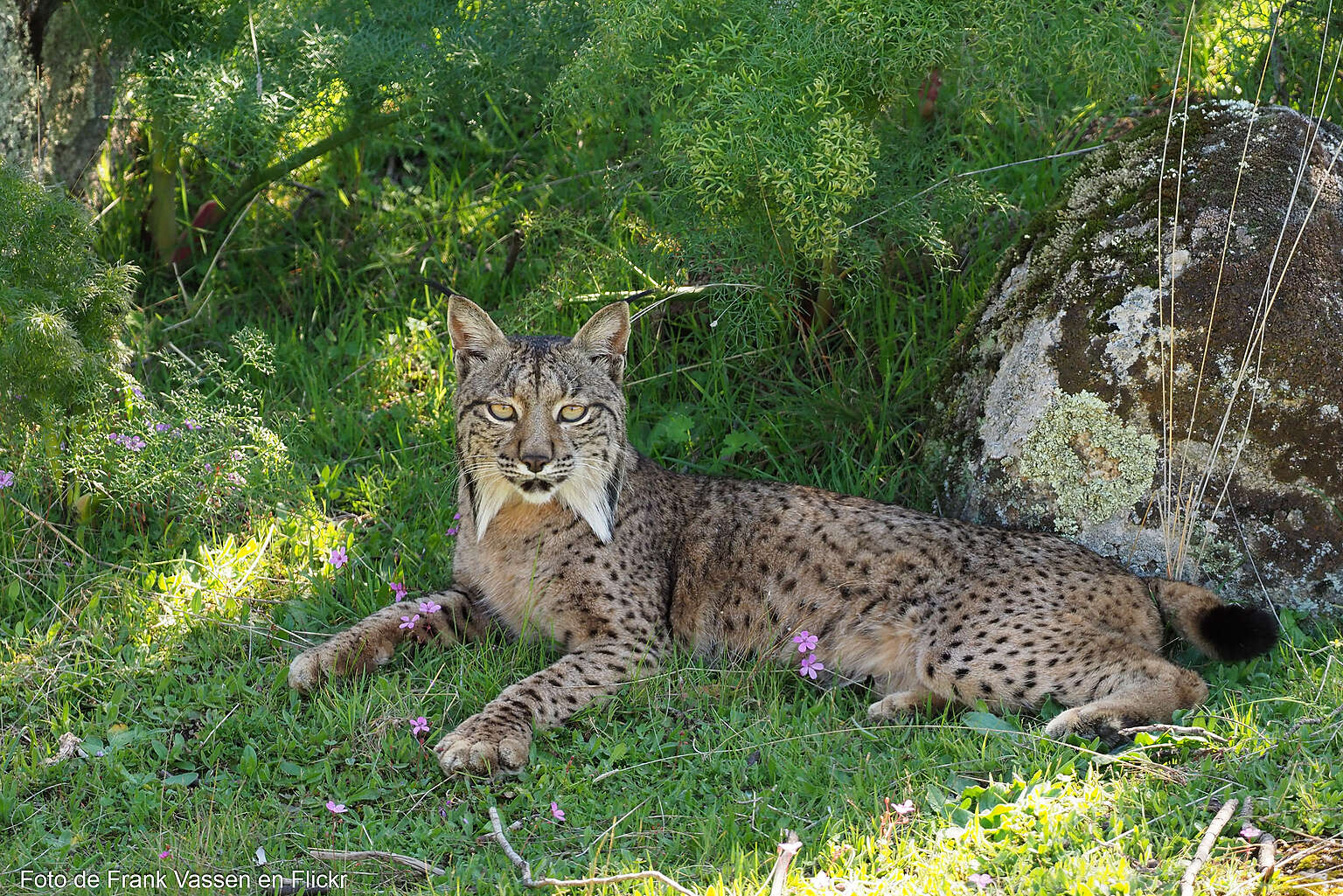 Conoce a los cinco felinos más amenazados del mundo - Greenpeace Chile