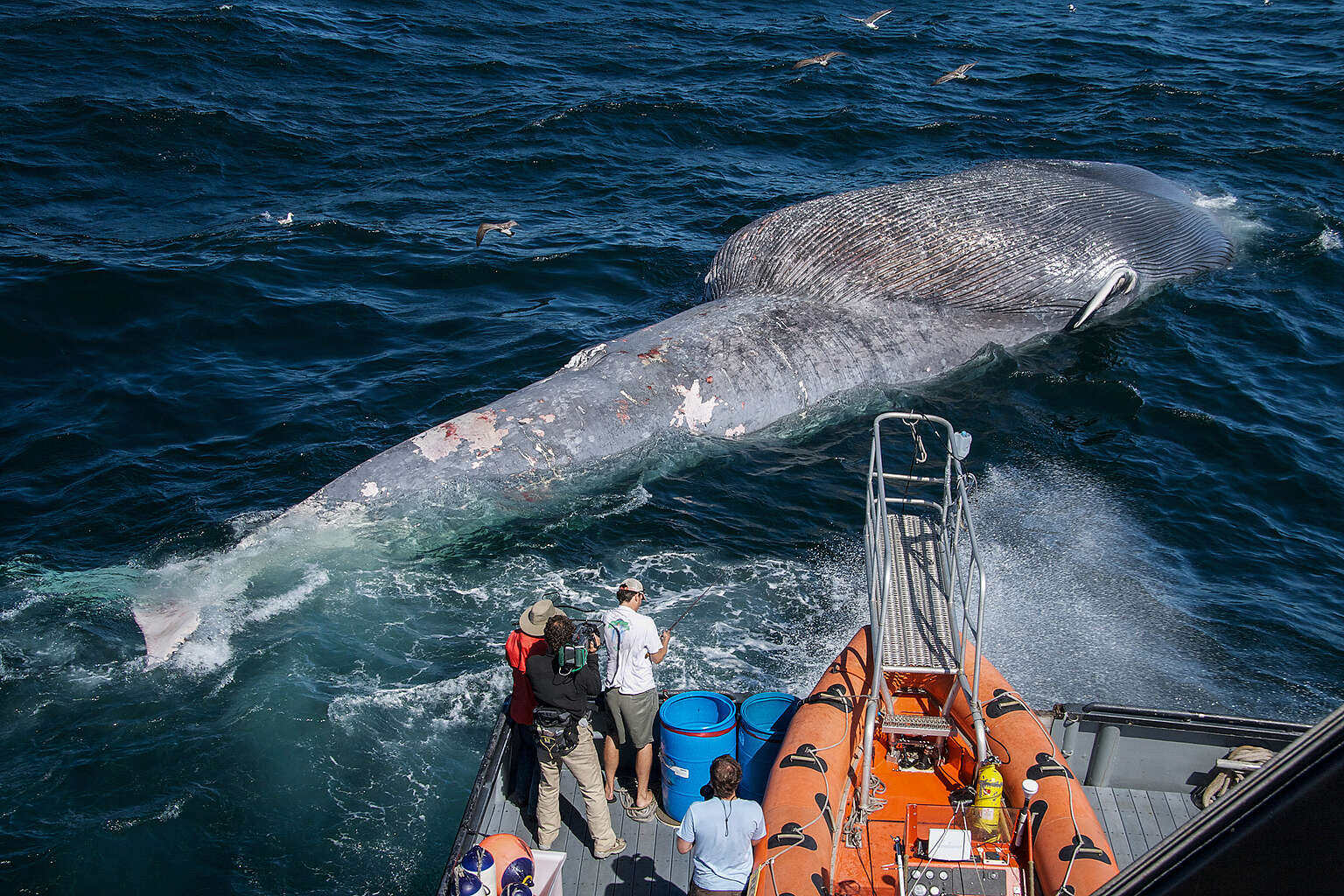 Corredor mortal: los riesgos que viven las ballenas que navegan por ...