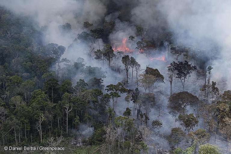 Amazonas: el fuego sigue avanzando sobre bosques protegidos ...