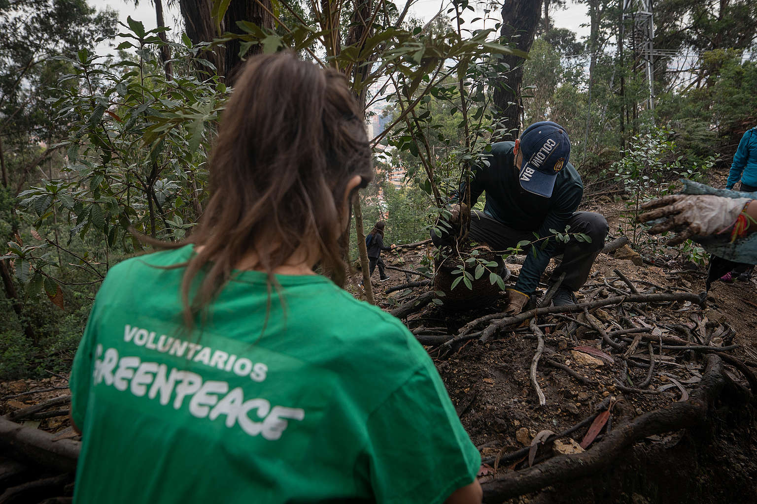 Greenpeace celebra la ratificación de Colombia en el Acuerdo de Escazú ...