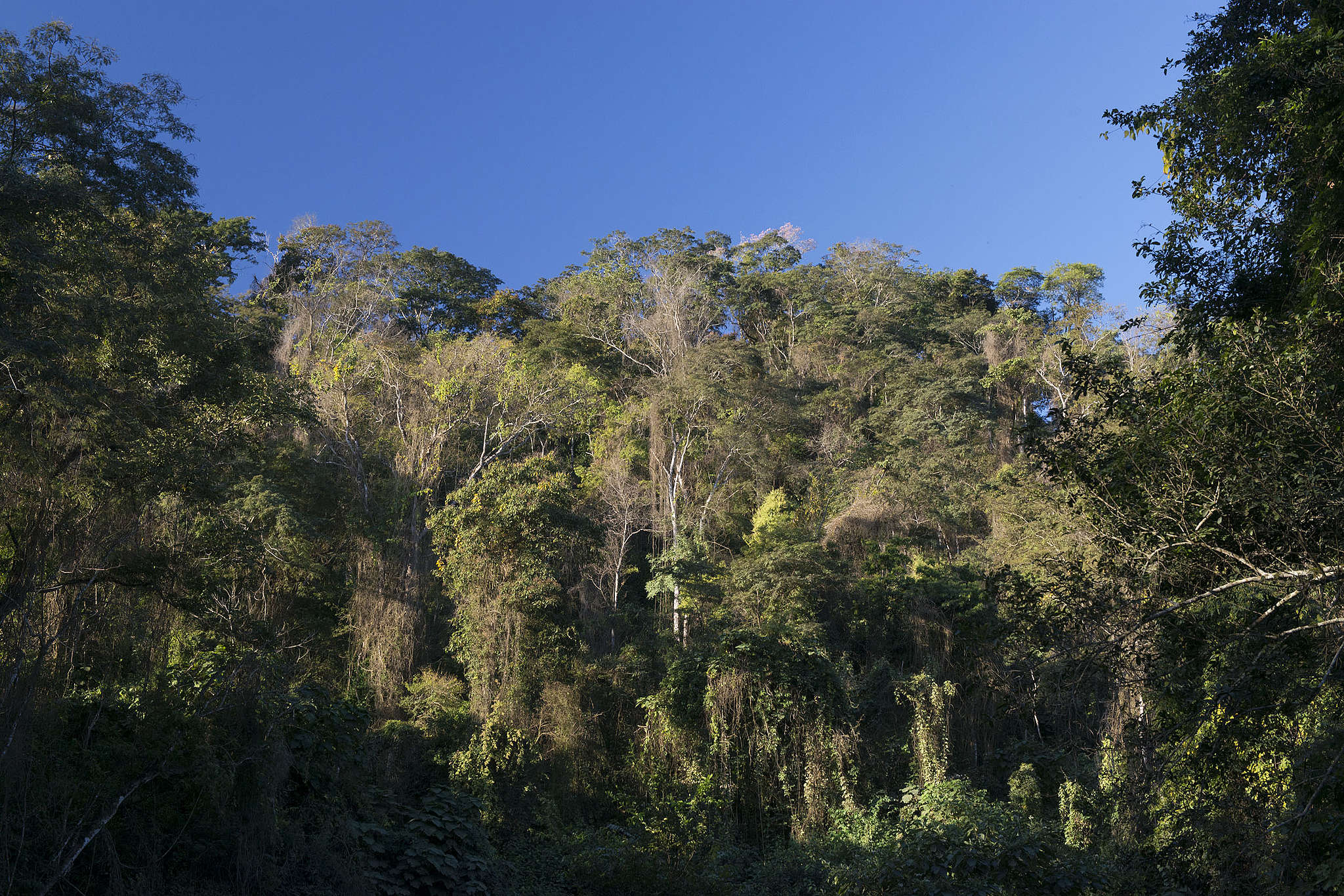 ¿Por qué restaurar los bosques puede mejorar nuestra salud y balancear ...
