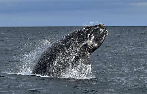 ¿Quieres saber más sobre las ballenas? - Greenpeace Colombia