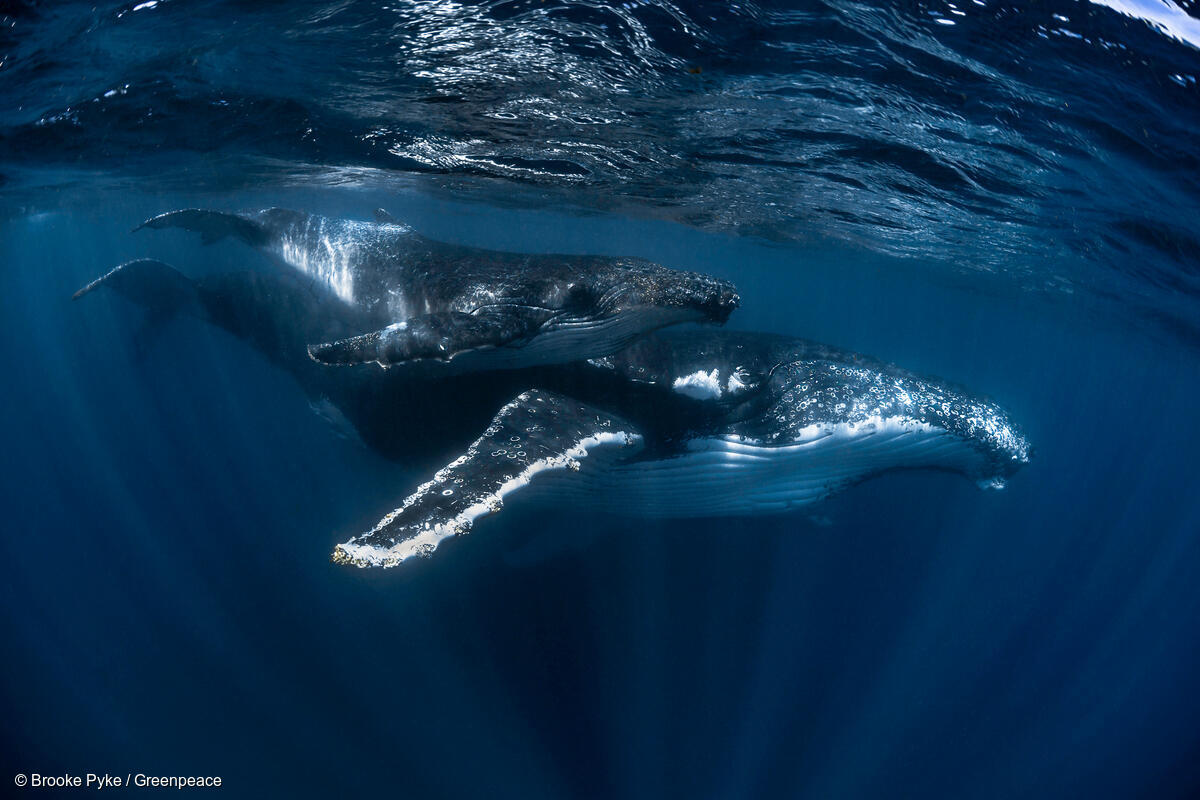 ¿Quieres saber más sobre las ballenas? - Greenpeace Colombia