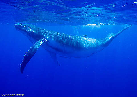 ¿Quieres saber más sobre las ballenas? - Greenpeace Colombia