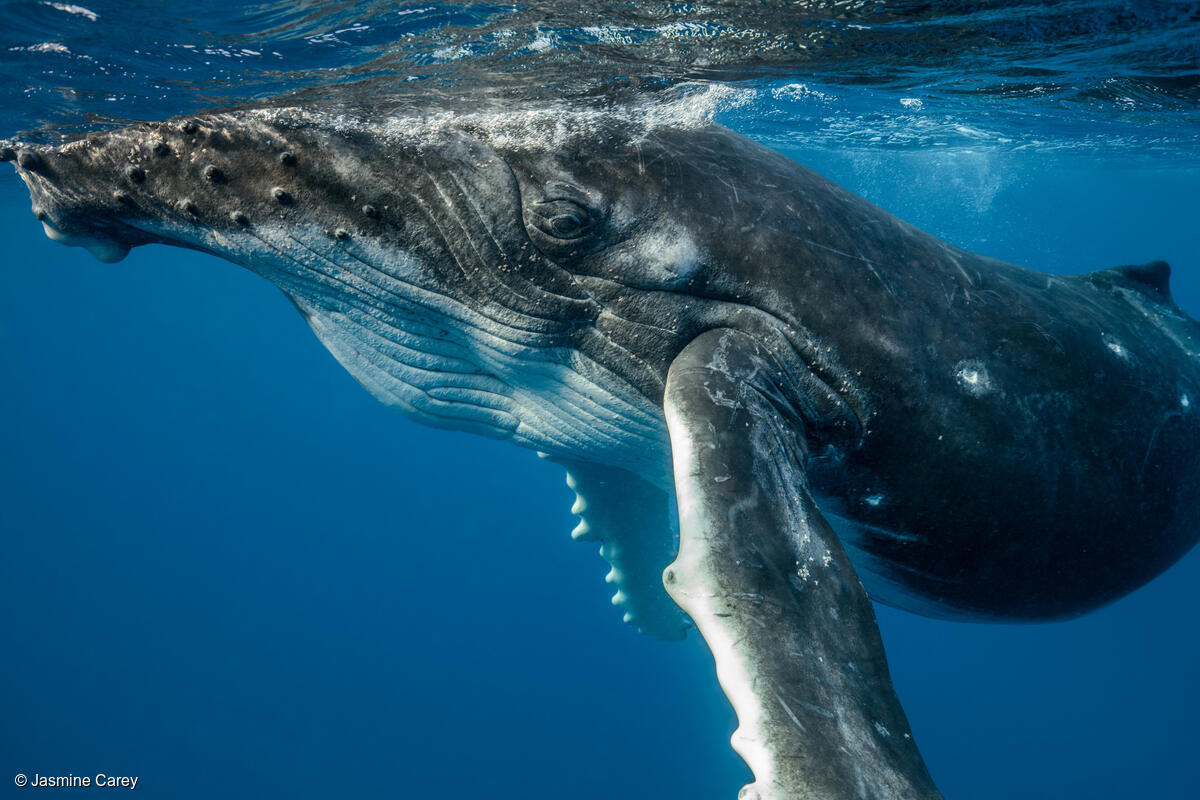 Día Mundial de las Ballenas: ¿por qué es clave poder protegerlas ... Día Mundial de las Ballenas: ¿por qué es clave poder protegerlas ...