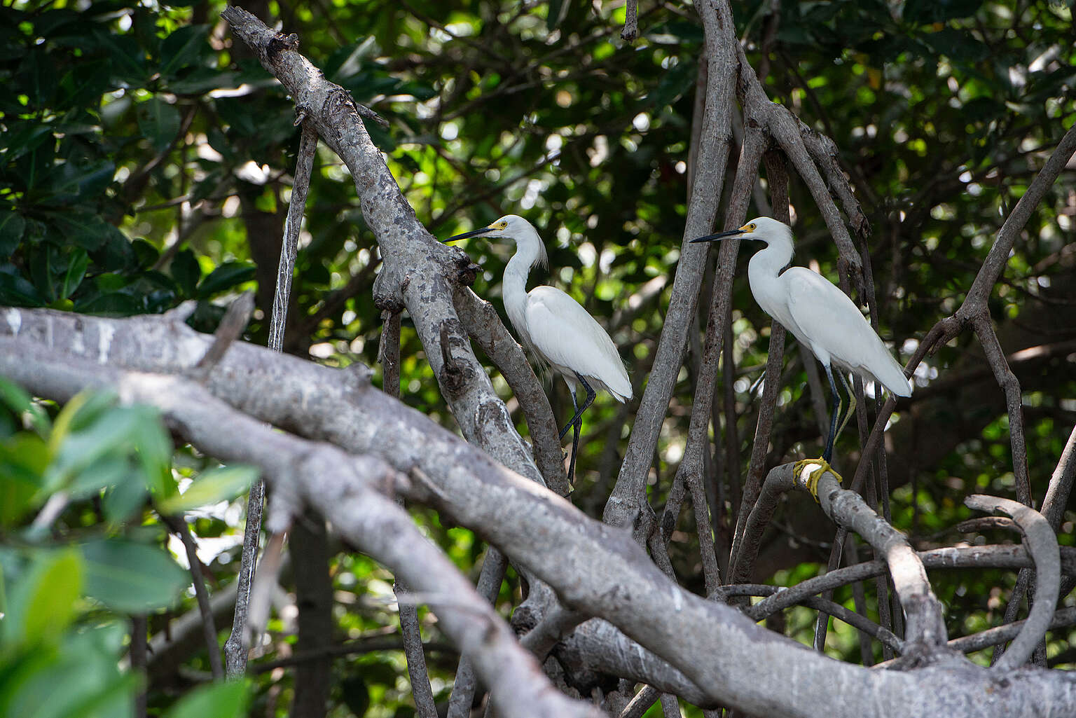 Todo lo que tienes que saber sobre los manglares de Colombia - Greenpeace Colombia
