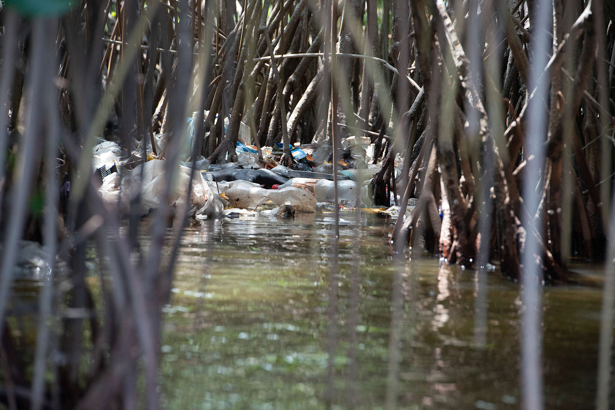 Todo lo que tienes que saber sobre los manglares de Colombia ...