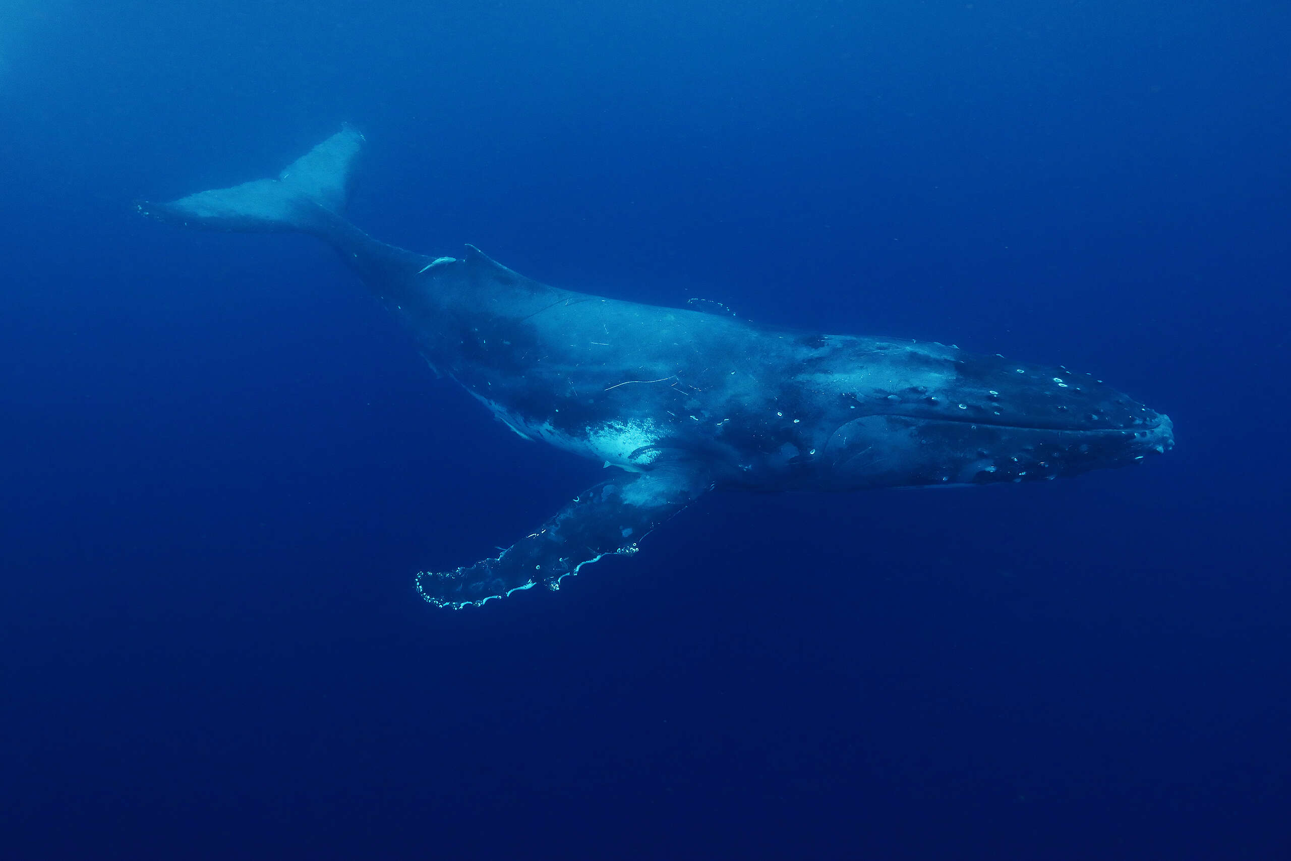 En el día mundial de las ballenas: 10 curiosidades que quizás no sabías ...