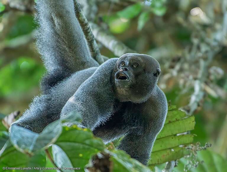 Colombia megadiversa: ¿Qué es la biodiversidad y por qué es tan ...