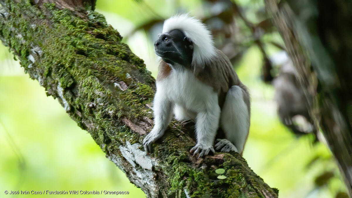 Colombia megadiversa: ¿Qué es la biodiversidad y por qué es tan ...