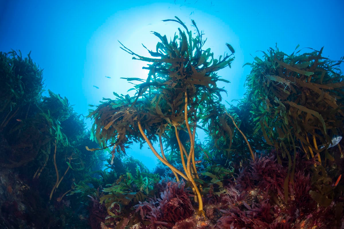 5 věcí, které byste měli vědět o podmořských horách - Greenpeace Česká ...