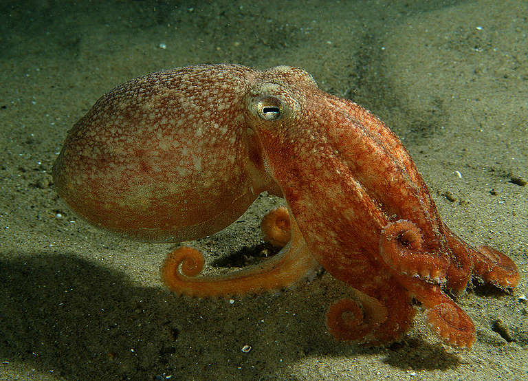 10 věcí, které musíš vědět o chobotnicích - Greenpeace Česká republika