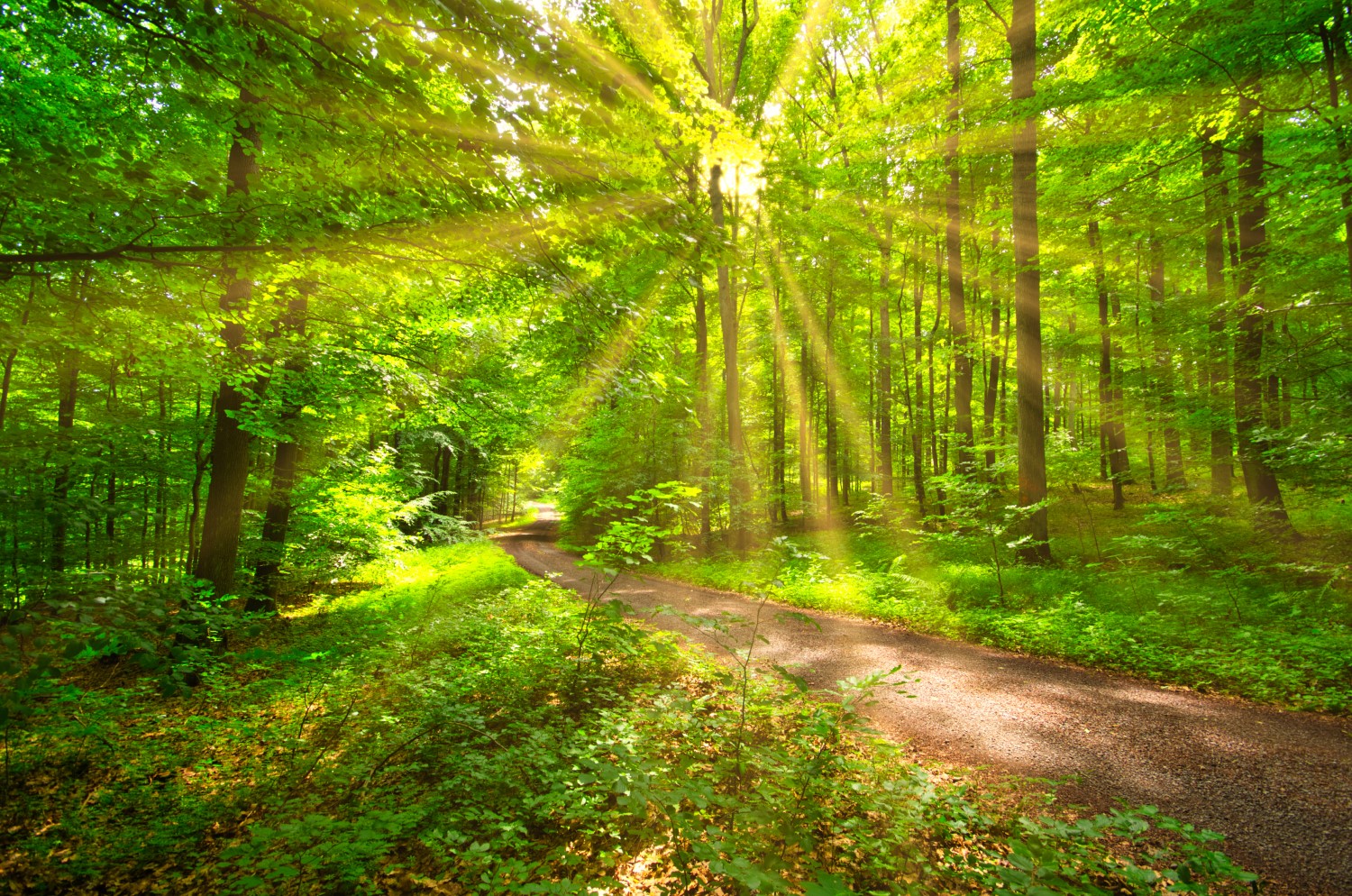 Lesy ČR zabíjejí staré lesy. Protestujeme proti kácení před sídlem ...
