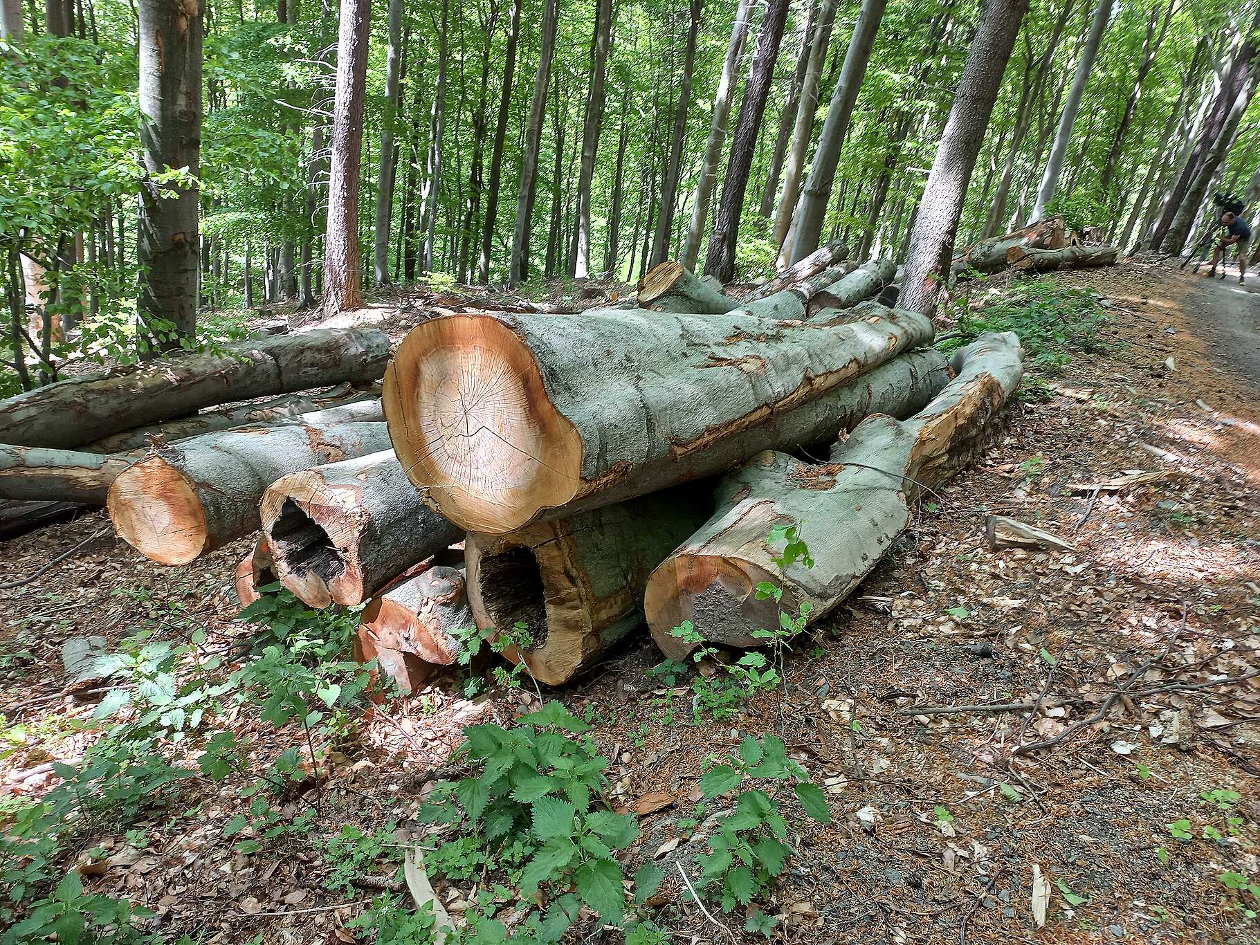 Lesy ČR podají žalobu, která může ohrozit české lesy a zničit přírodu v ...