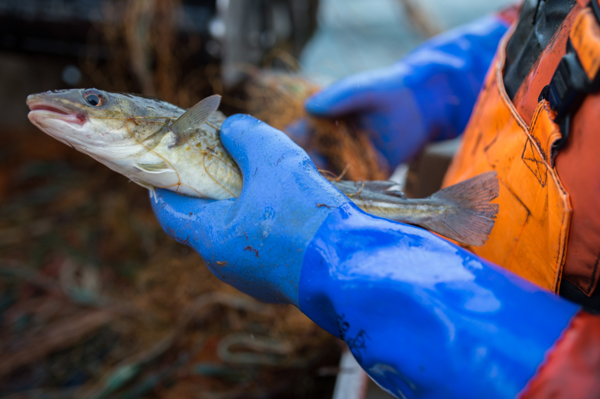 Fiskeri - Greenpeace Danmark