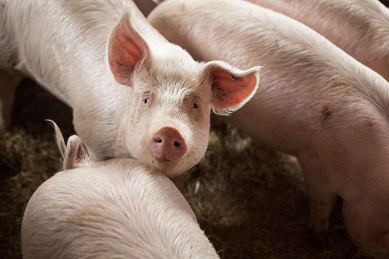 Danish Crown vil sende 250 tons svinekød til Kina hver uge – Danmarks ...