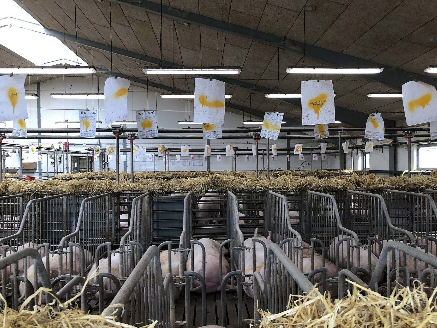 Halvér antallet af køer og svin i 2030 - Greenpeace Danmark