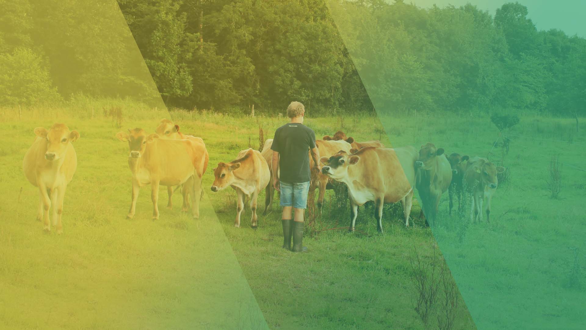 “Som landmand har vi jorden til låns” – flere planter og færre køer ...