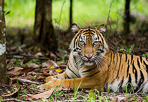 10 fascinerende fakta om tigeren - Greenpeace Danmark