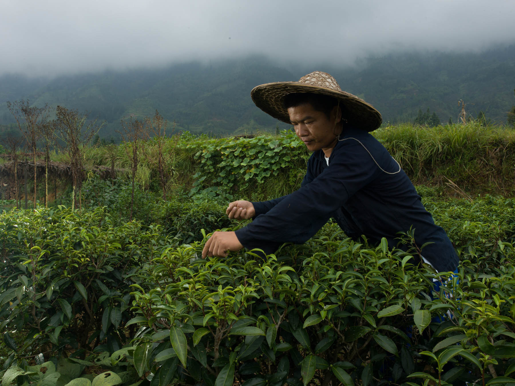 Tea trees are susceptible to temperature change. Can they survive the ...