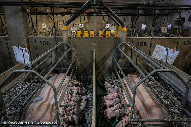 Environment MEPs vote to cut livestock pollution - Greenpeace European Unit Environment MEPs vote to cut livestock pollution - Greenpeace European Unit