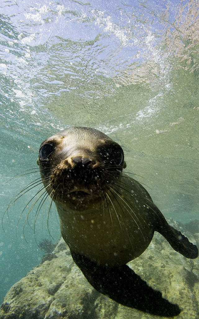 Matka Intian valtamerellä - Greenpeace Suomi