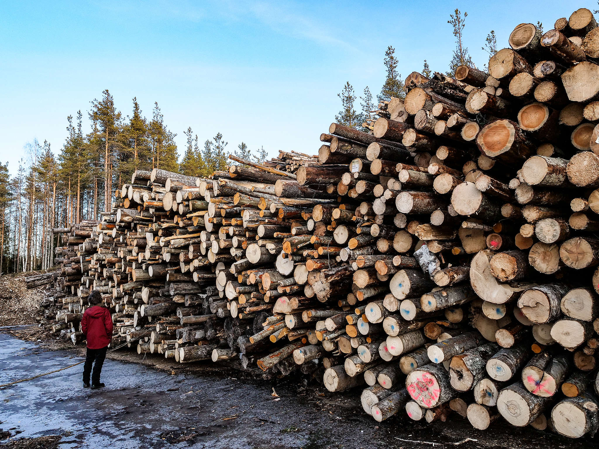 Metsäyhtiöt vastuuseen! Suomen luonto ei ole kertakäyttötuote ...