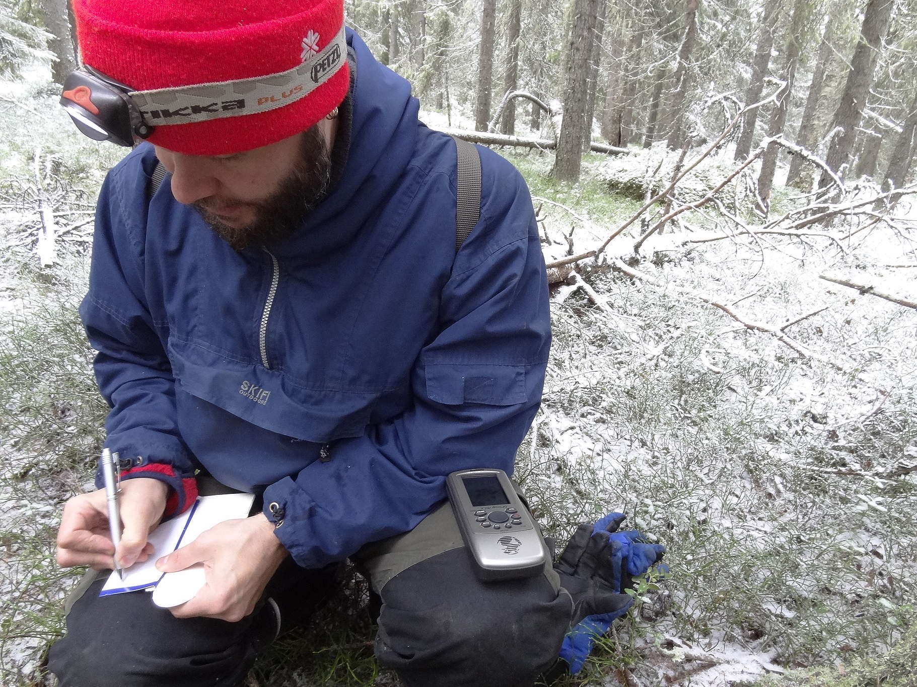 Metsävoitto – nämä seitsemän upeaa metsää on nyt suojeltu pysyvästi ...
