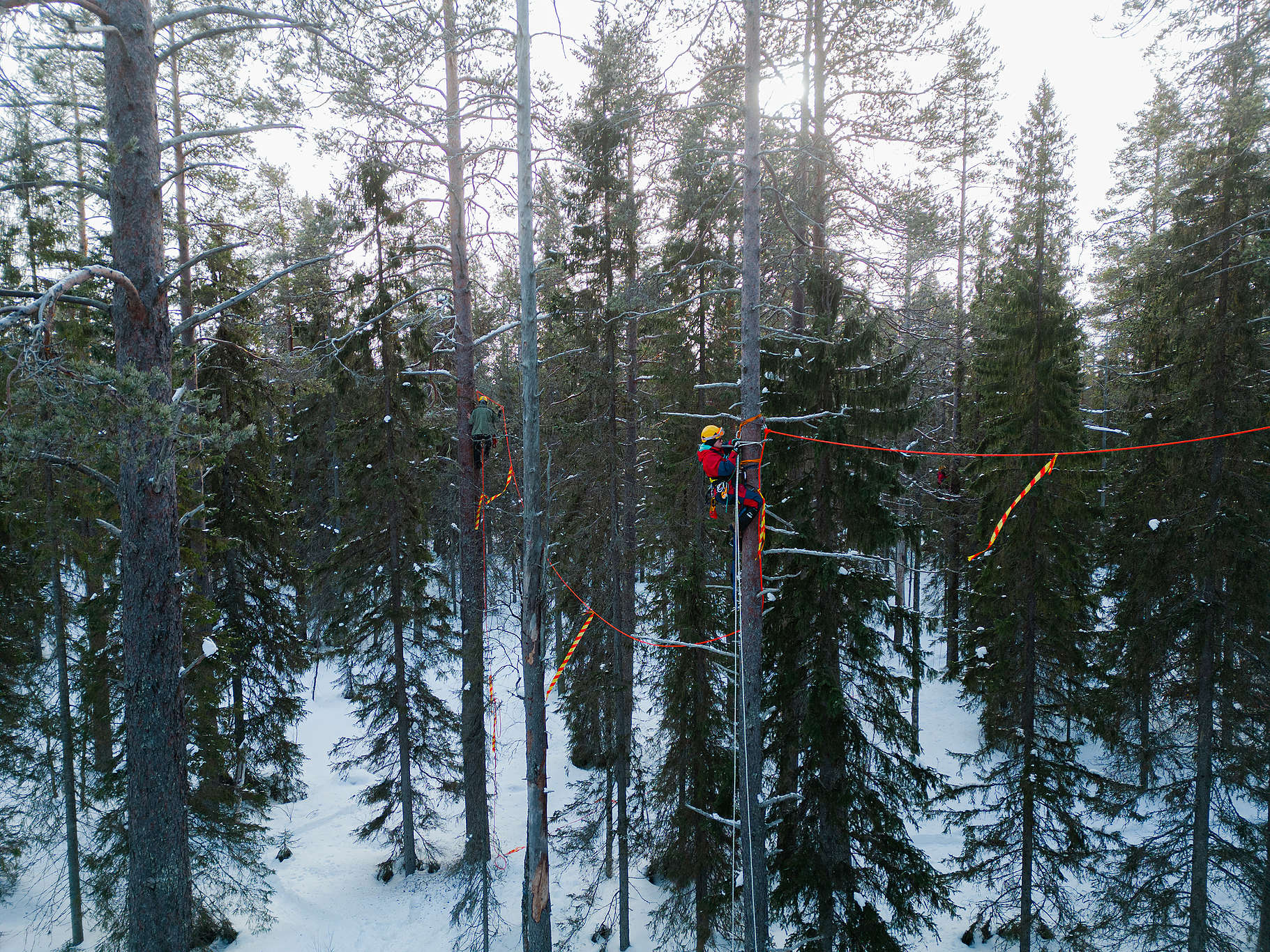 Arvatkaa mitä löysin puusta! Löydön takia hakkuut täytyy osittain perua ...