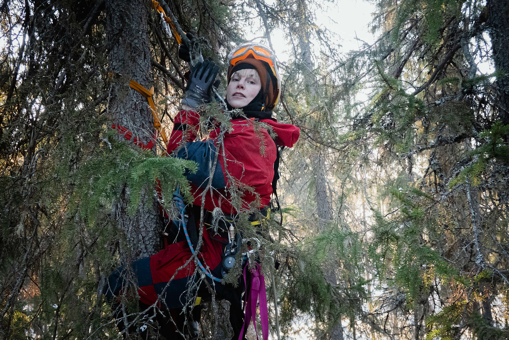 UPM, Metsä Group ja Stora Enso – lopettakaa puun ostaminen ...