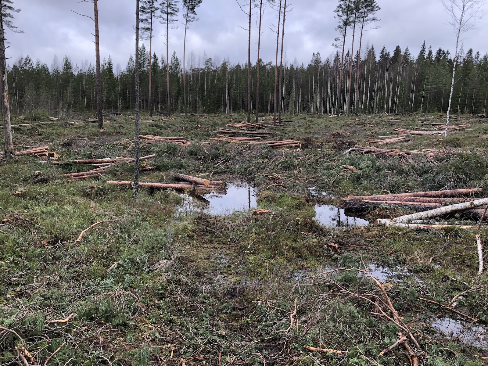 UPM, Metsä Group ja Stora Enso – lopettakaa puun ostaminen ...