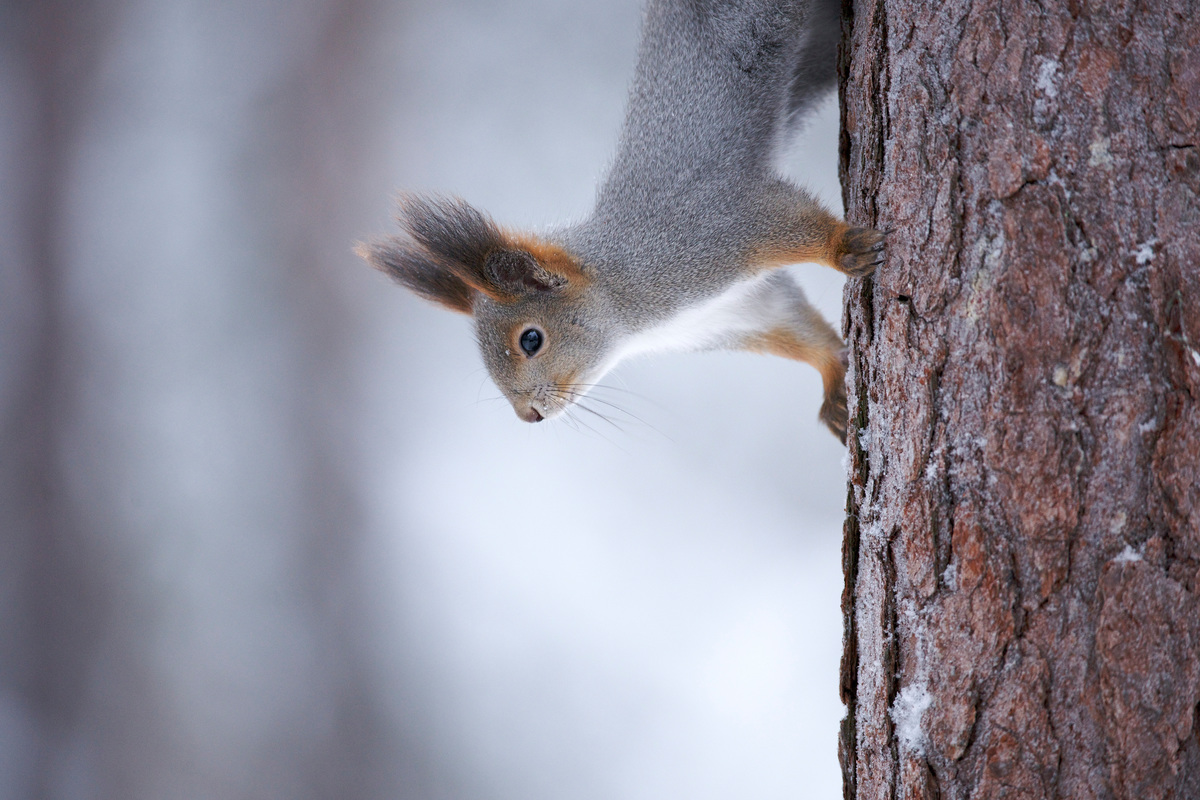 Serla-orava markkinoi oman lajinsa tuhoa - Greenpeace Suomi
