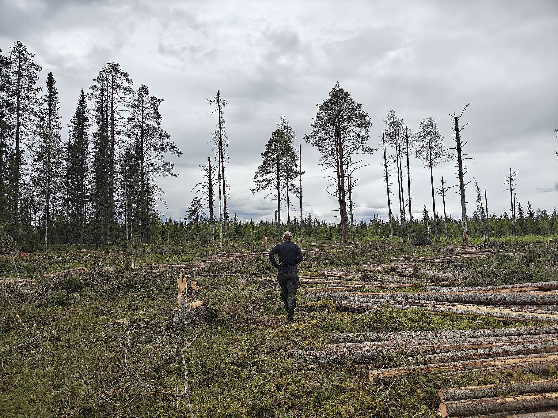Old-growth forest logging resumed in Finland – Stora Enso breaking its ...