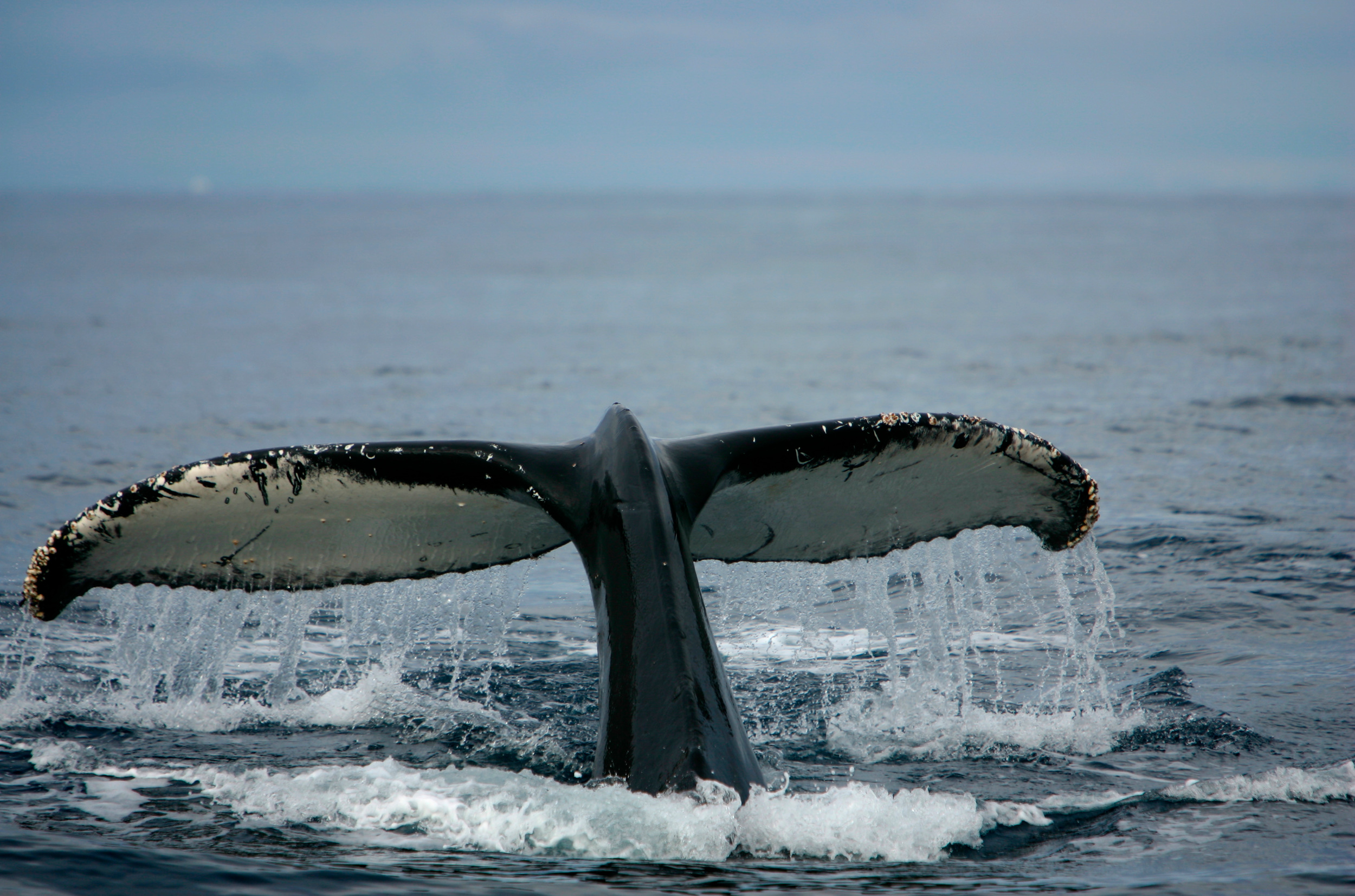 Create Deep Dive Topic Pages - Greenpeace Planet 4 Handbook