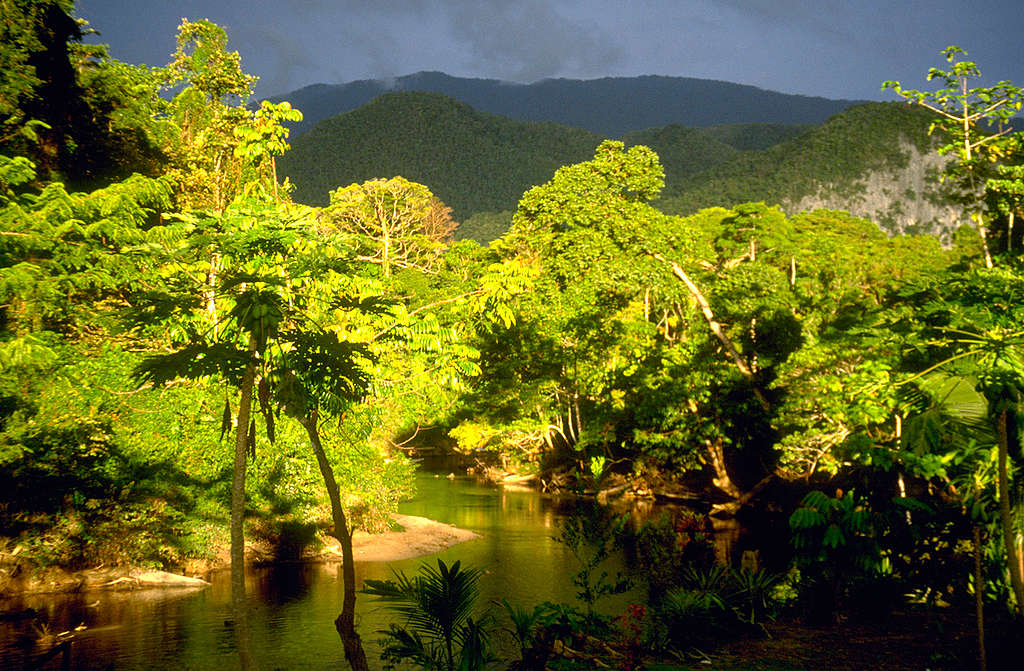 A history of Greenpeace's Asia Pacific Forests campaign in Aotearoa ...