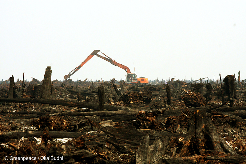 A history of Greenpeace's Asia Pacific Forests campaign in Aotearoa ...